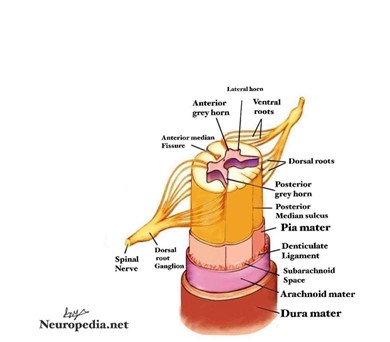 Meninges , Ventricular System and Cerebrospinal Fluid - Neuropedia