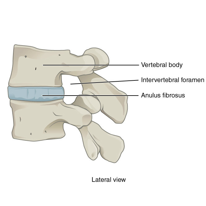 Foramina intervertebralia