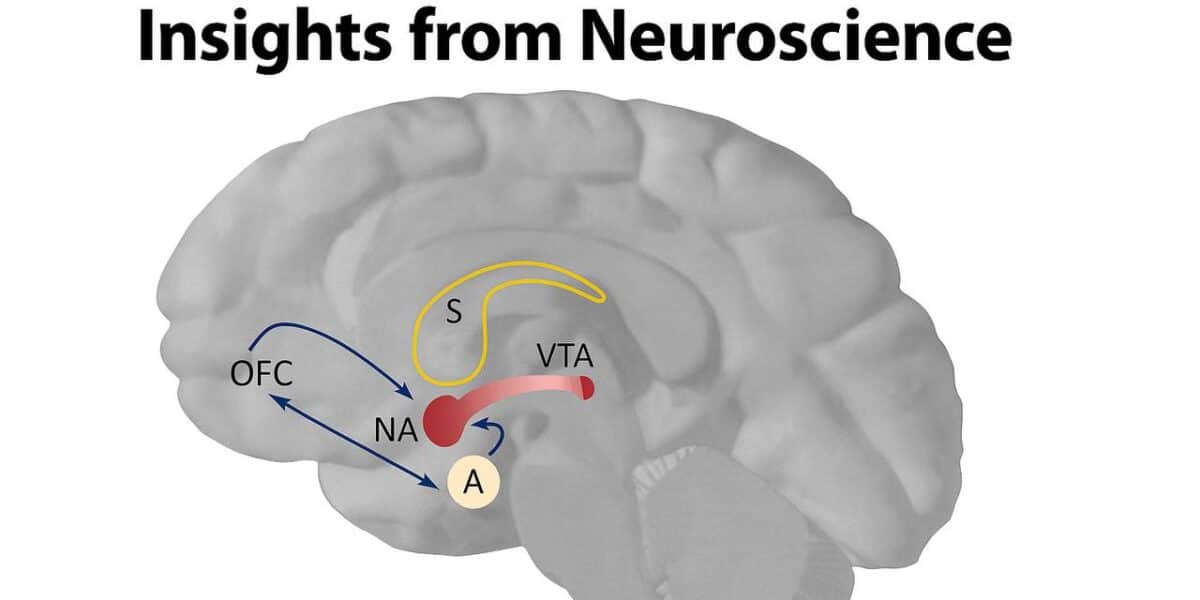 Fear and Reward Circuitry: Insights from Neuroscience - Neuropedia